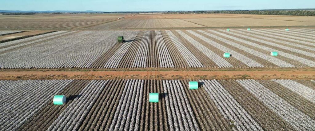 Cotton Module vs. Cotton Bale: They Key Differences